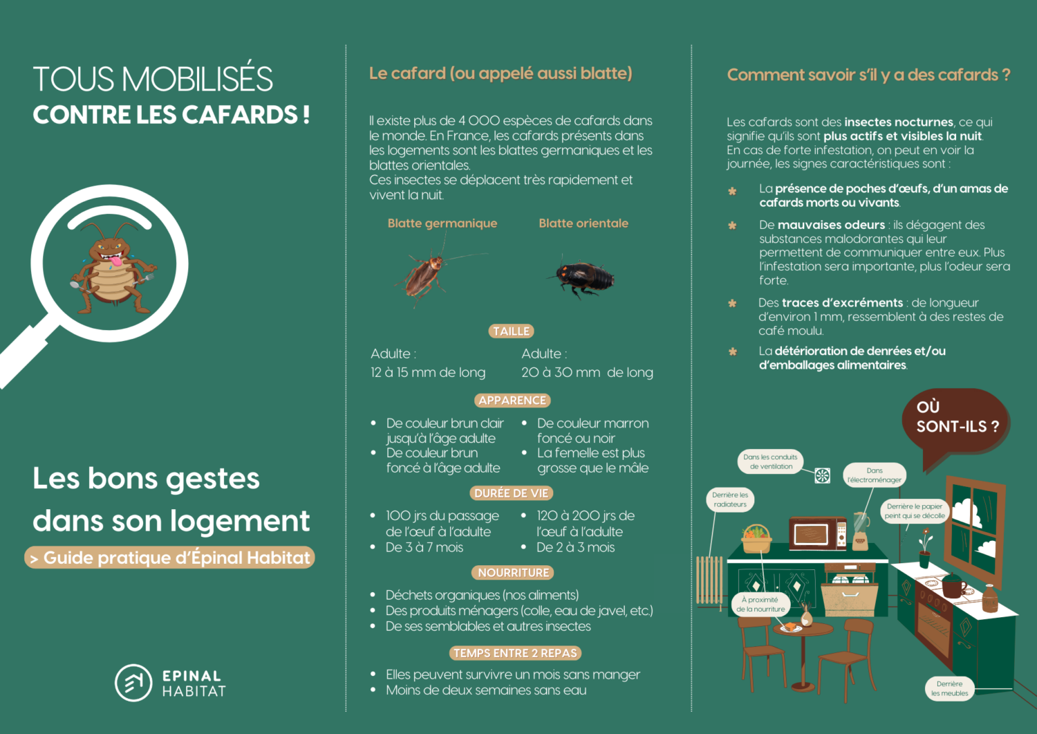 Campagne de prévention contre les cafards - Épinal Habitat